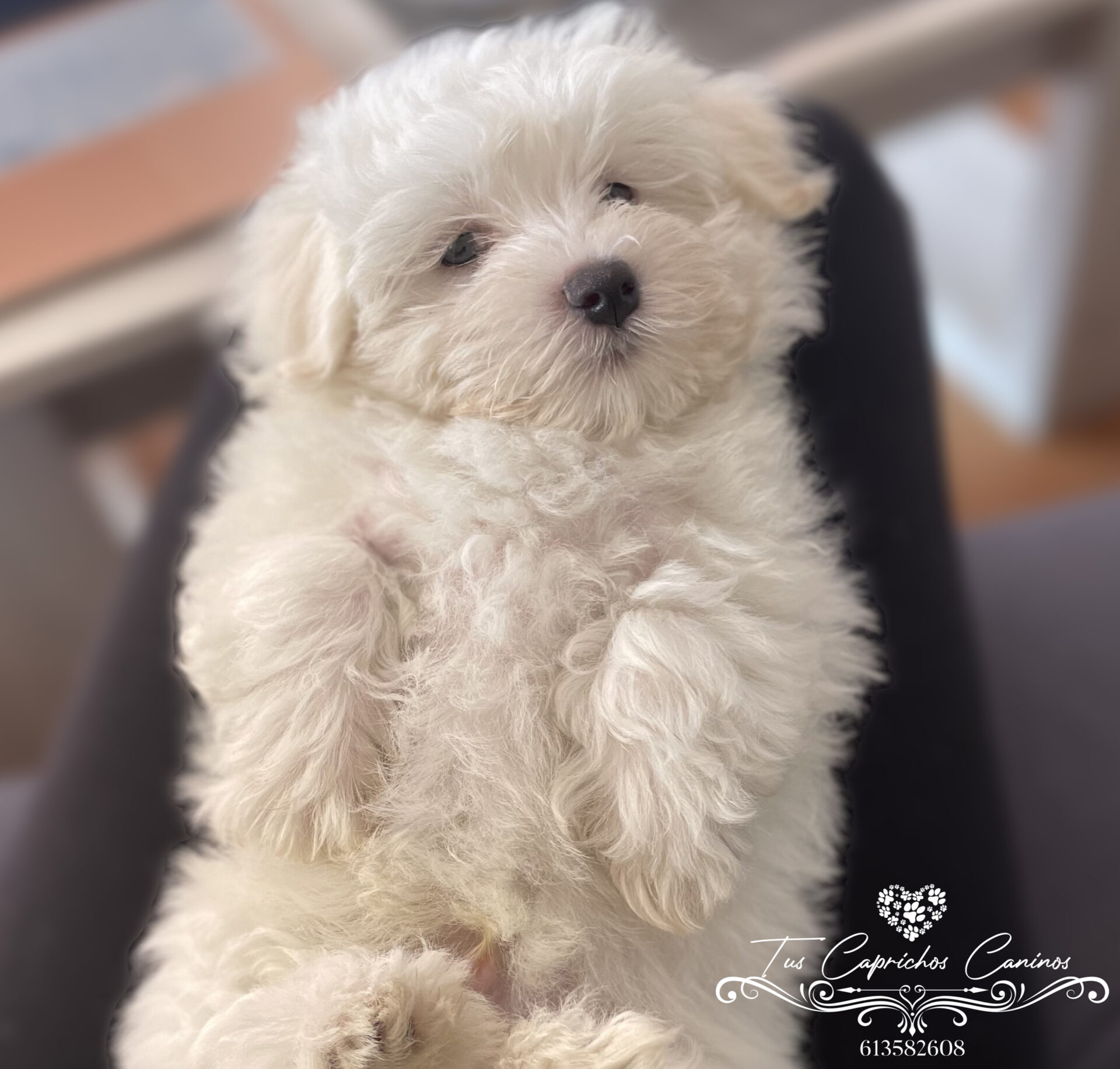 Cachorros disponibles | Tus Caprichos Caninos